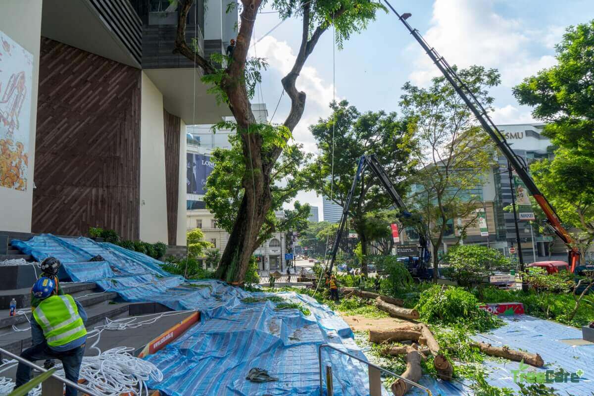 Urban Greenery: Challenges and Solutions for Tree Removal