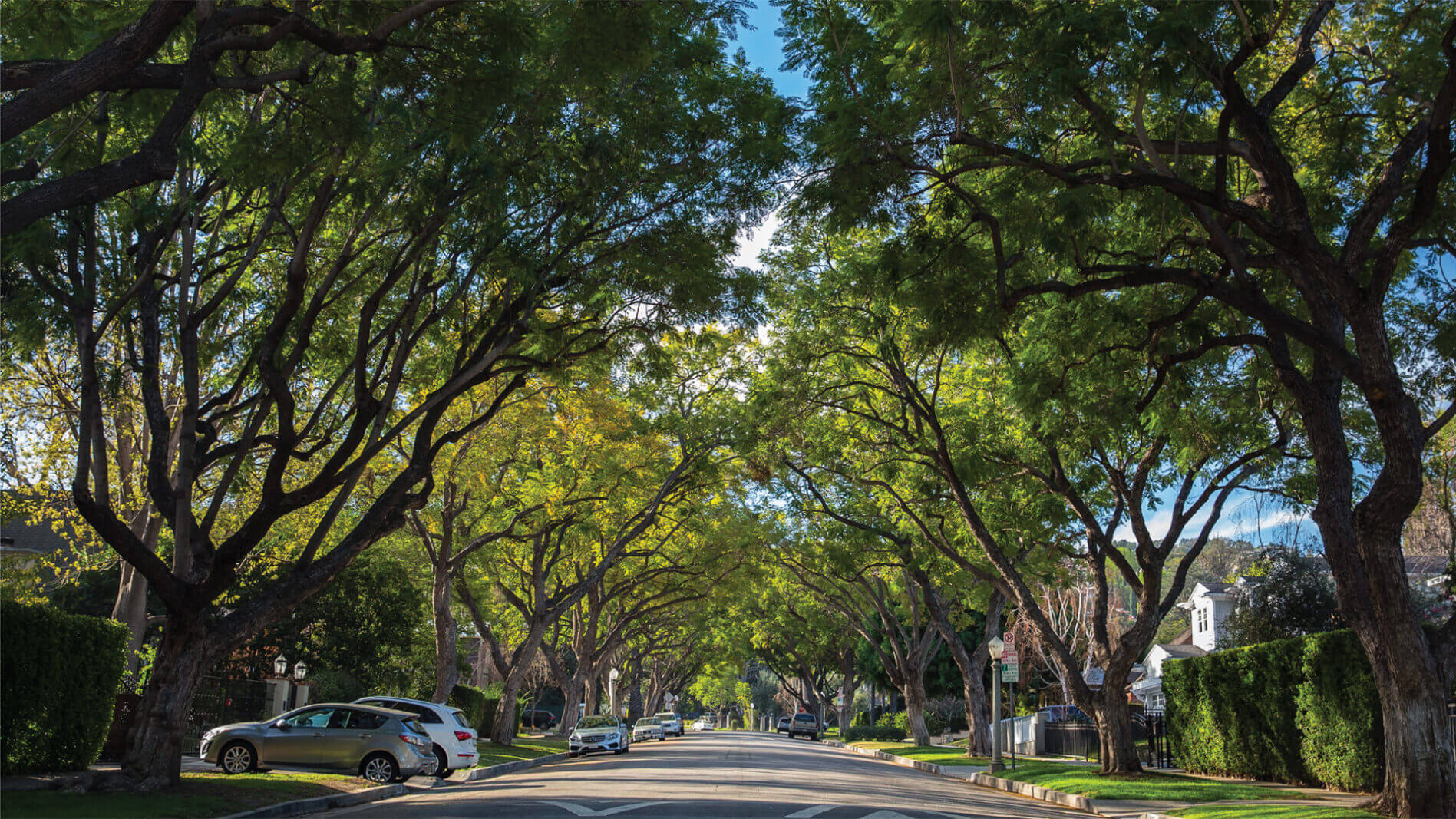 Urban Greenery: Challenges and Solutions for Tree Removal