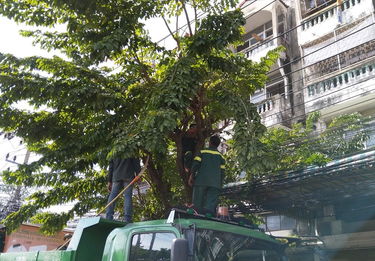 Urban Greenery: Challenges and Solutions for Tree Removal